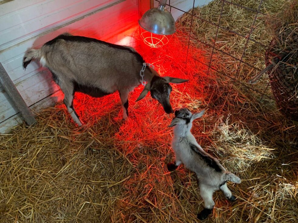 Homestead Roots Newsletter – 4/11/2024 | Barlow Roots